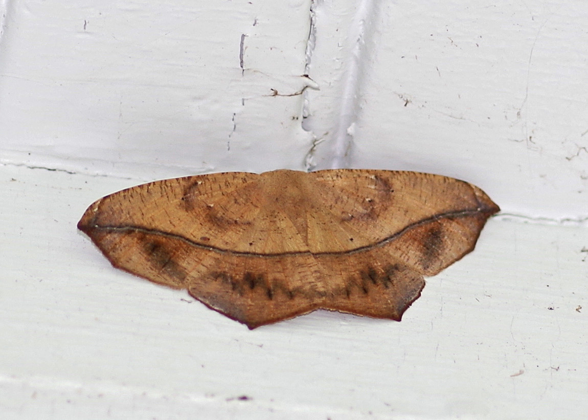 Bug o'the Week - Maple Spanworm 2 - Riveredge Nature Center