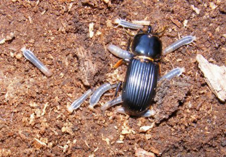 Bug o’the Week – Horned Passalus (Bess) Beetle – Riveredge Nature Center