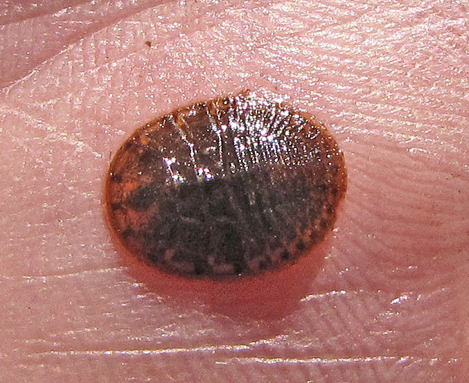 Bug o'the Week - Water Penny Redux - Riveredge Nature Center