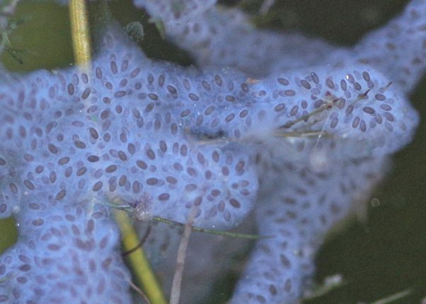 Bug o’the Week – Prince Baskettail Dragonfly – Riveredge Nature Center