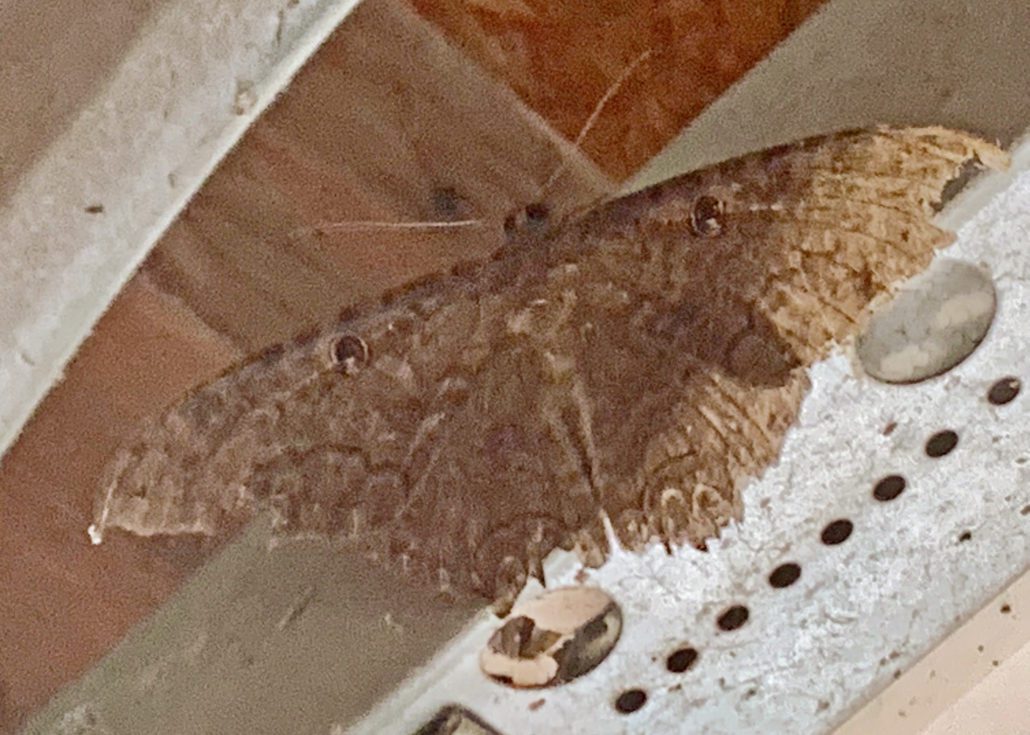 Bug o’the Week – Black Witch Moth – Riveredge Nature Center