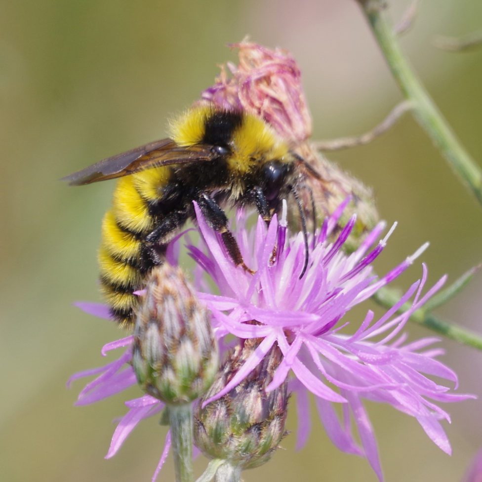 Bug o’the Week – Northern Amber Bumble Bee – Riveredge Nature Center