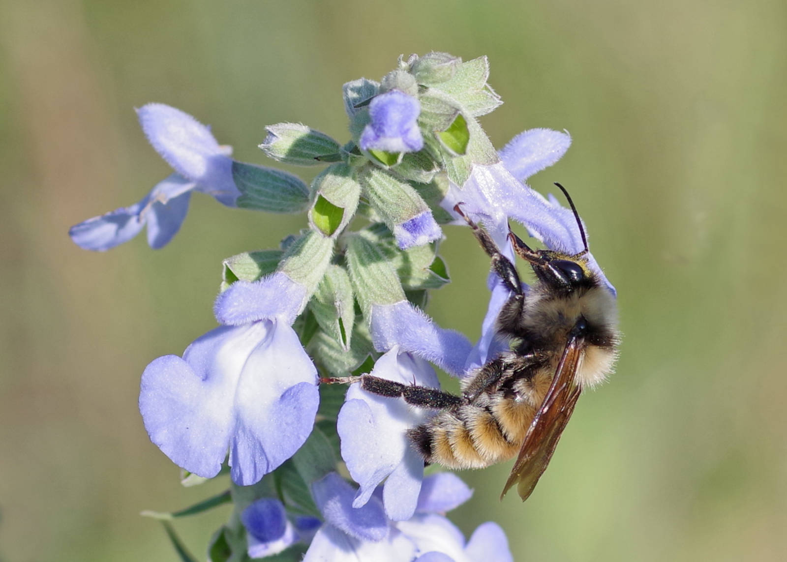 Bug o’the Week – Northern Amber Bumble Bee – Riveredge Nature Center