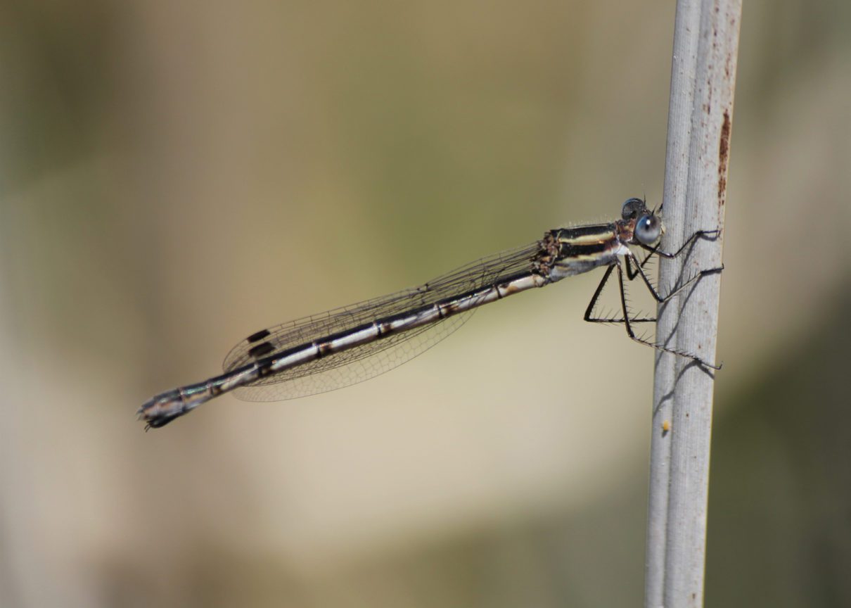 Bug o’the Week – Southern Spreadwing Damselfly – Riveredge Nature Center