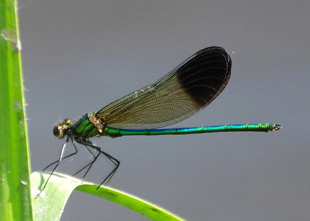 Bug o’the Week – the Dragonflies – Riveredge Nature Center