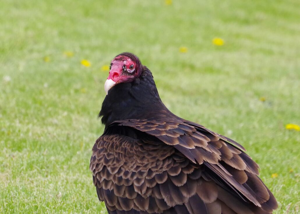 Bug o’the Week – And Now for Something a Little Different XVI – Turkey ...