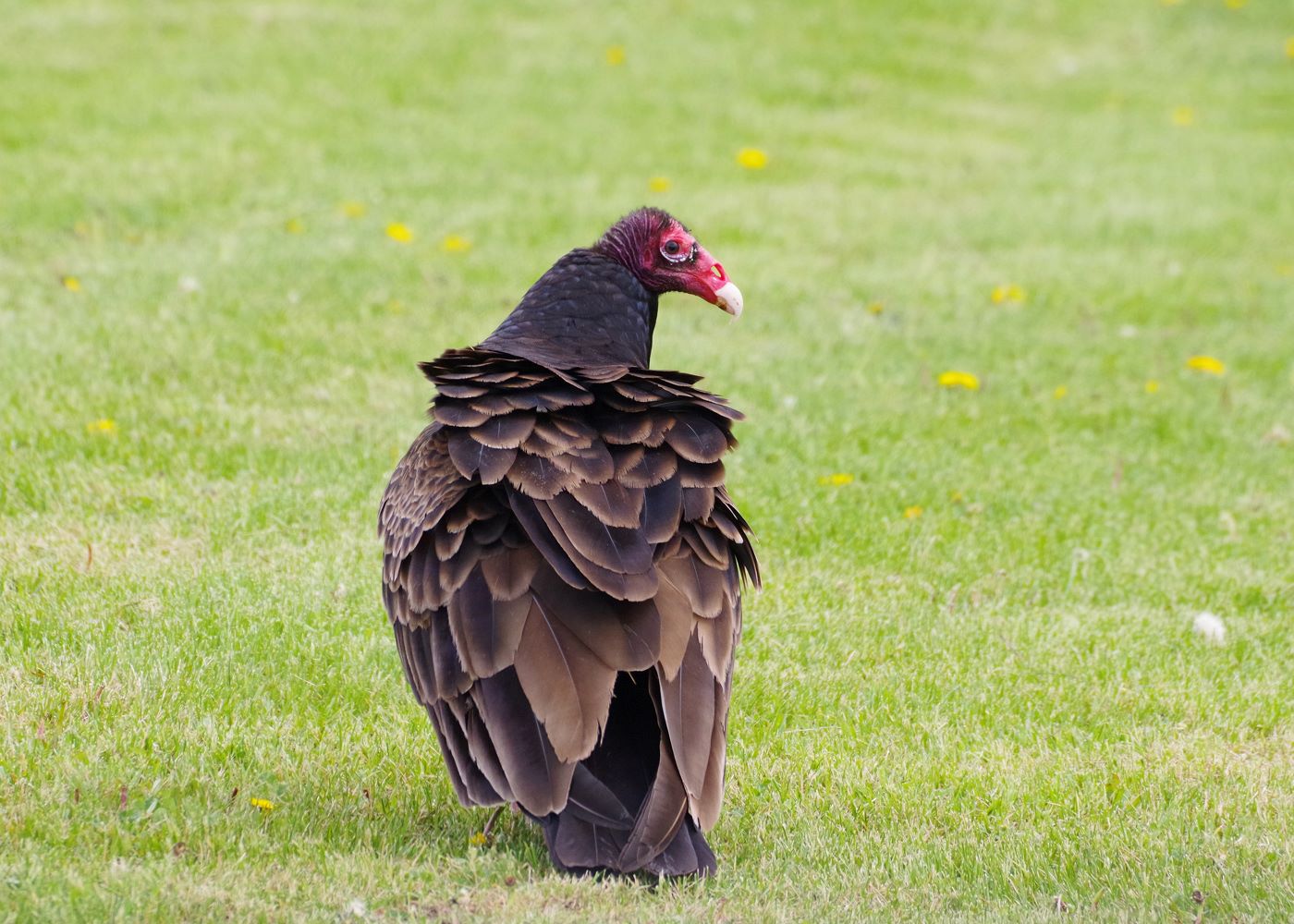 Bug o’the Week – And Now for Something a Little Different XVI – Turkey ...