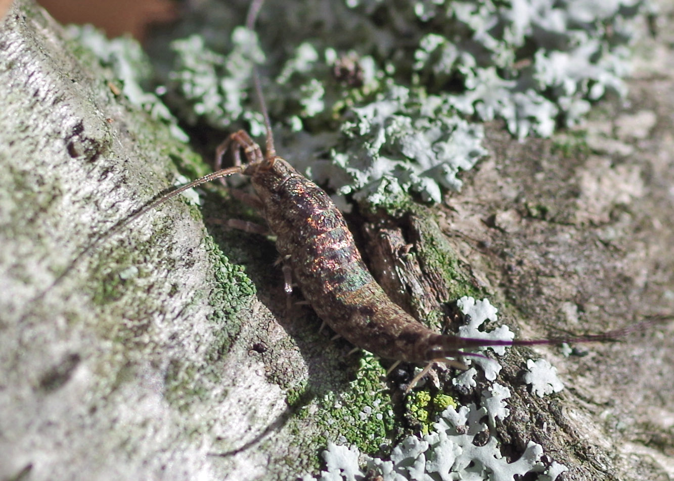 Bug o’the Week – Jumping Bristletail Retread – Riveredge Nature Center