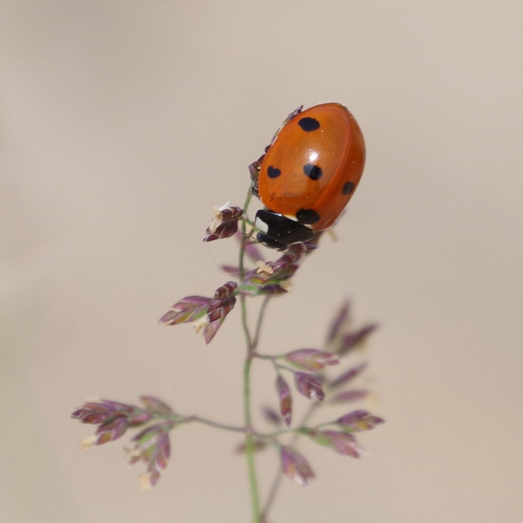 Bug o’the Week – The 12 (or 13) Bugs of Christmas – Riveredge Nature Center